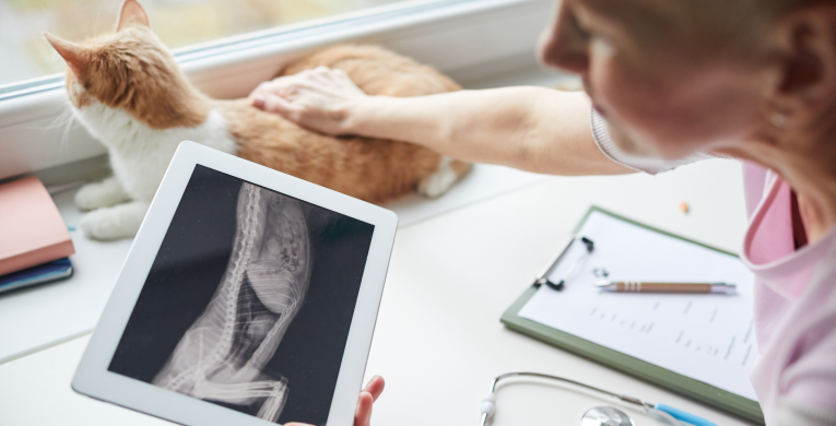 Röntgen bei Katzen: Eine wichtige Untersuchung | petolo