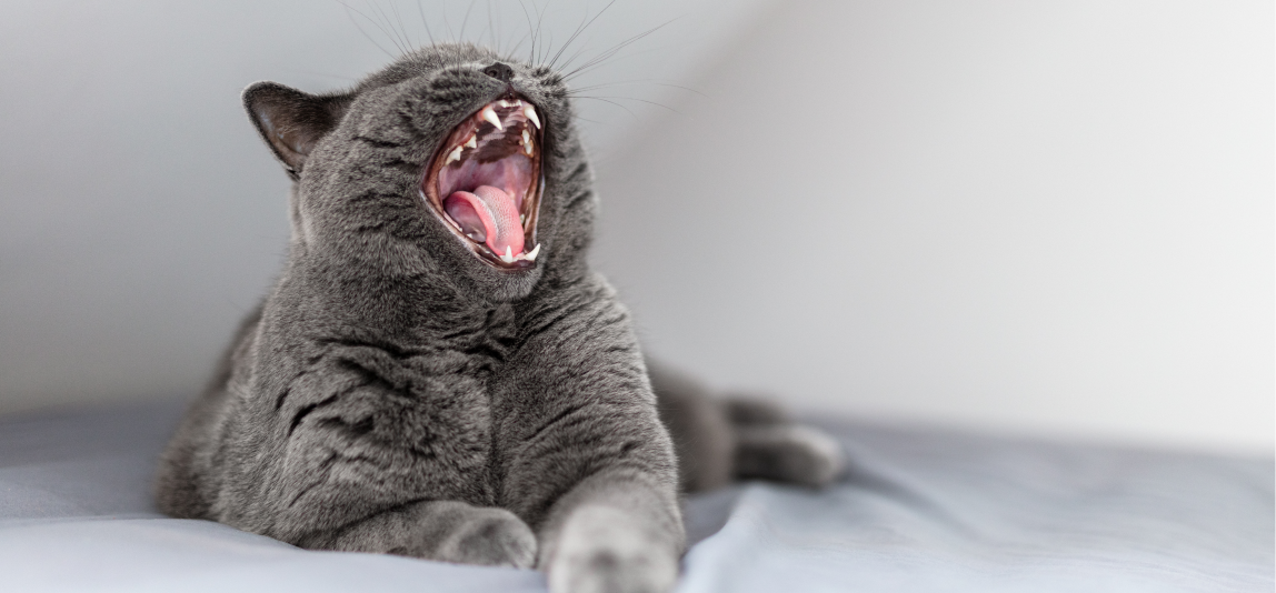 Dentalröntgen bei Katzen: Wann ist es sinnvoll? | petolo