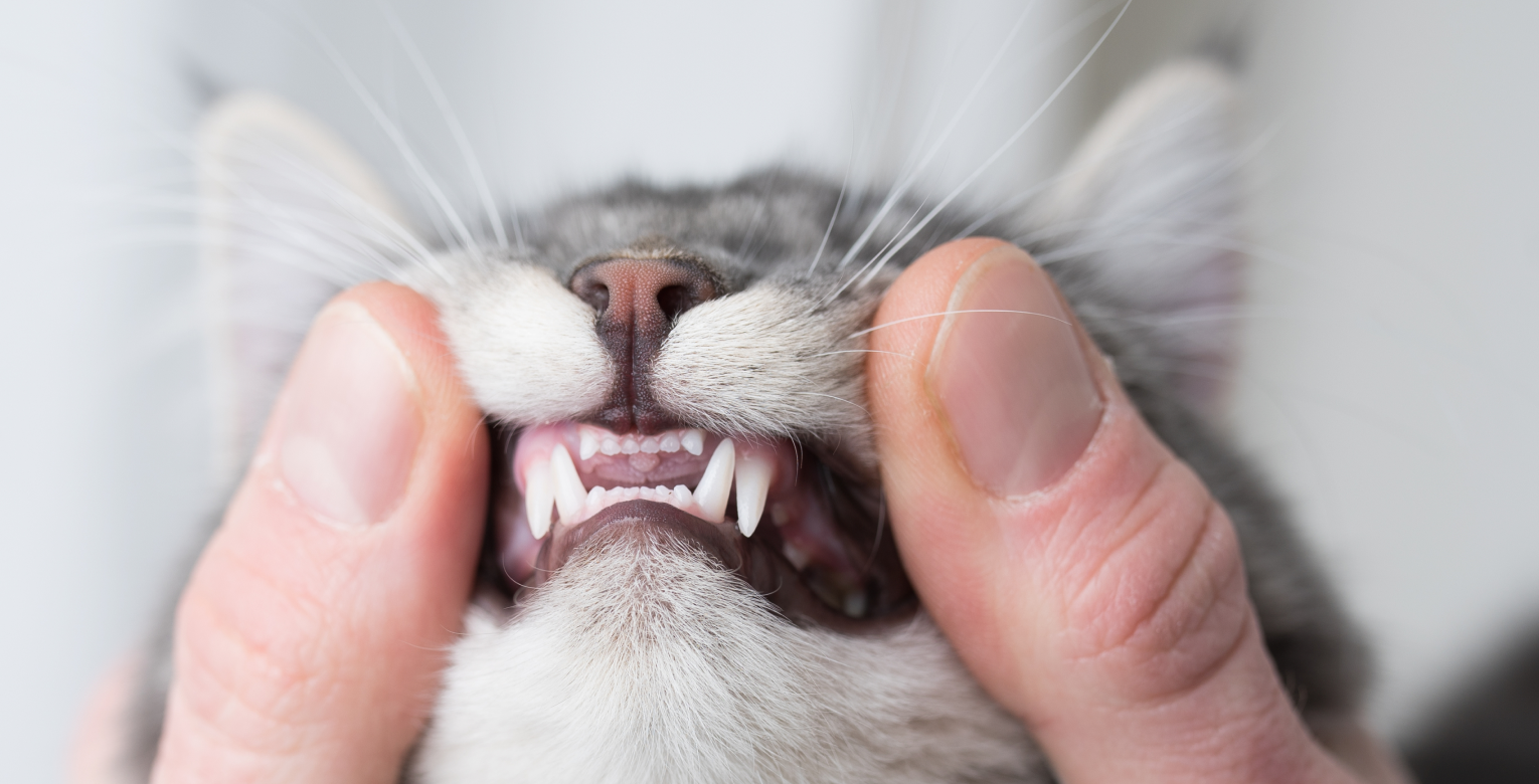 FORL bei Katzen: Symptome, Behandlung & OP-Kosten | petolo