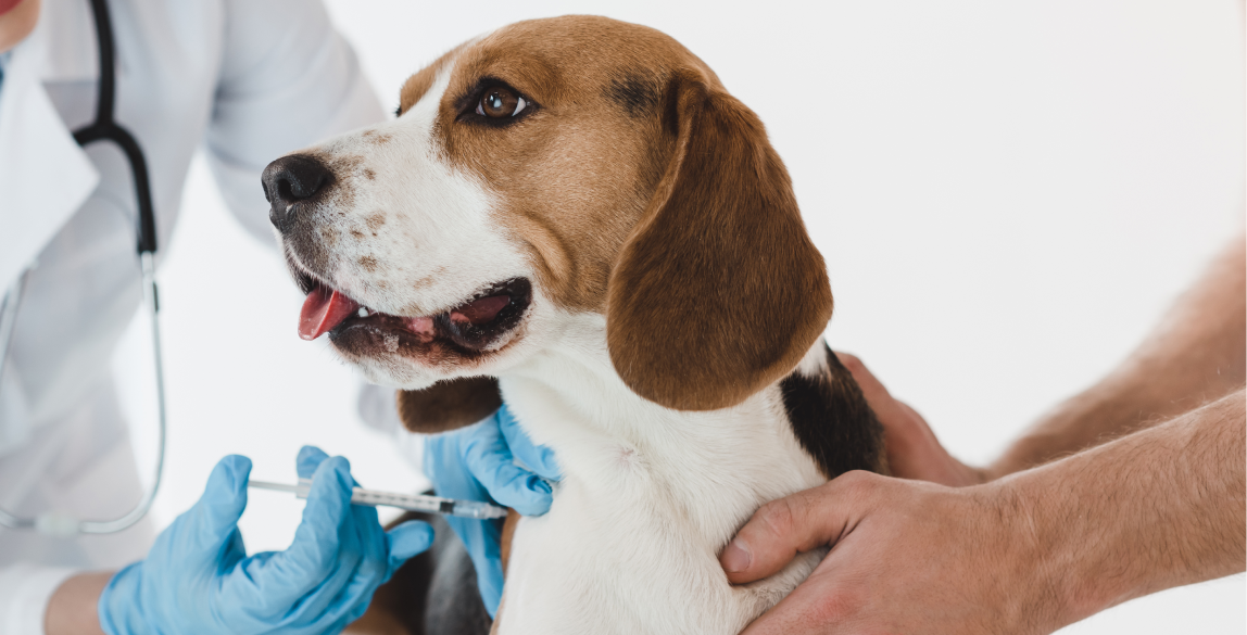 Staupe-Impfung beim Hund: Impfrhythmus & Kosten