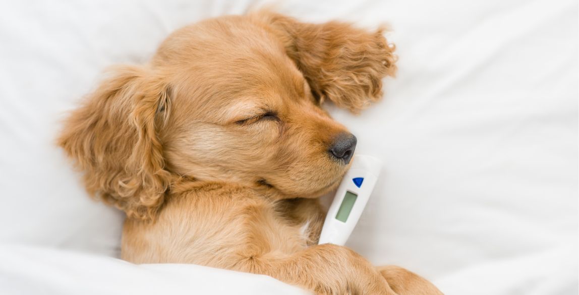 Fieber beim Hund: Symptome erkennen & Temperatur messen