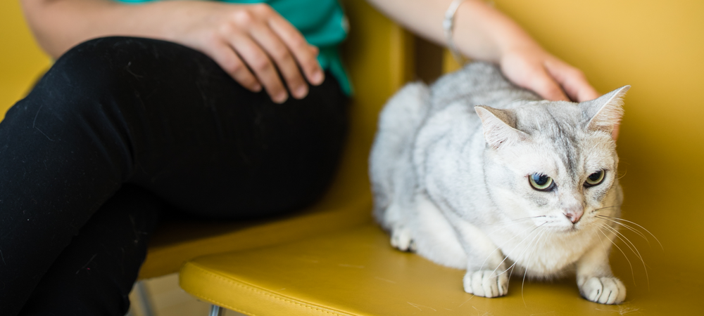 FORL bei Katzen: Symptome, Behandlung & OP-Kosten