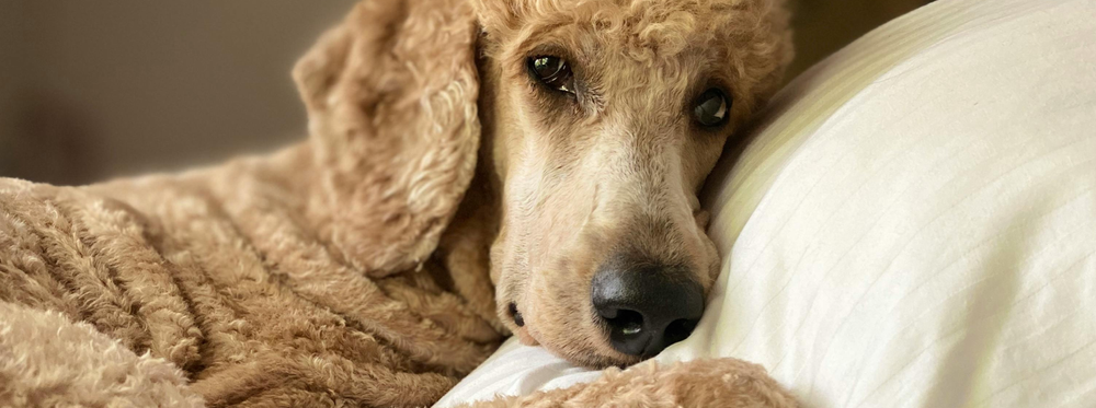 Hundehaltung in der Mietwohnung: Das ist erlaubt Hundehaltung in der Mietwohnung: Das ist erlaubt