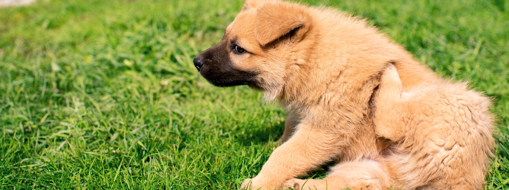 Milben beim Hund: Parasiten erkennen & behandeln