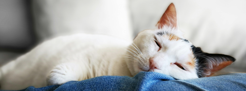 Verstopfung bei Katzen: Symptome, Ursachen & Hausmittel