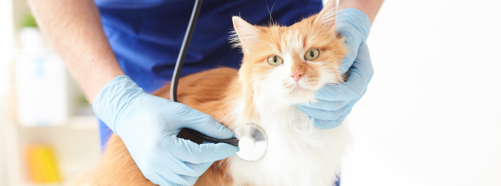 Schilddrüsenüberfunktion (Hyperthyreose) bei der Katze