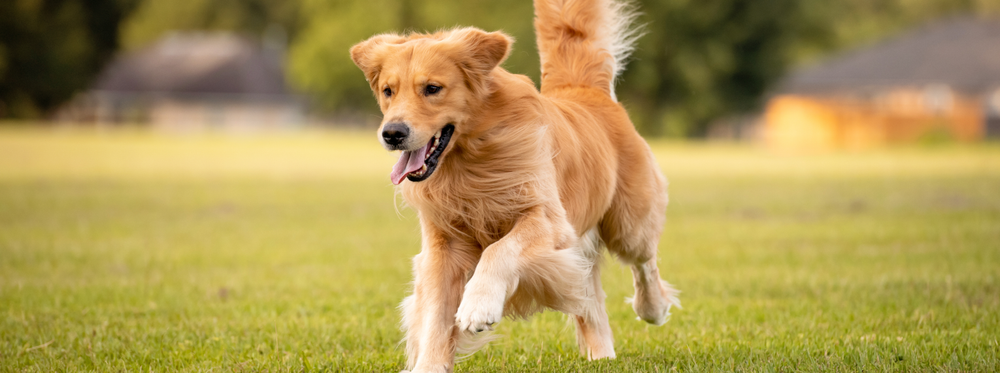 Narkose beim Hund: Ablauf, Risiken & Kosten | petolo