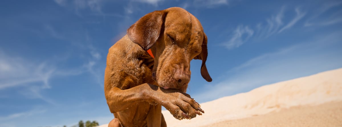 Sind Grannen beim Hund eine Gefahr?