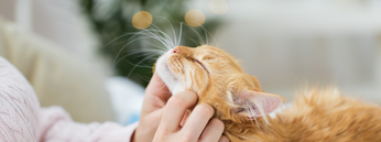 Ist eine Katzenversicherung sinnvoll? | petolo