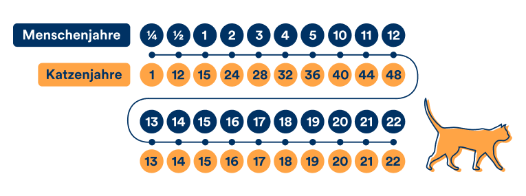 Lohnen sich Katzenversicherungen für ältere Katzen? | petolo