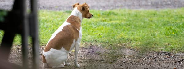 Der Hund rutscht auf dem Po: Warum & was kann man tun?