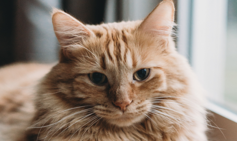 Wissenswertes zur Blutabnahme bei Katzen | petolo