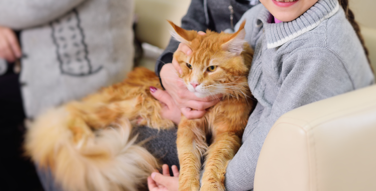 Ultraschall bei Katzen: Diagnostik, Ablauf & Kosten | petolo