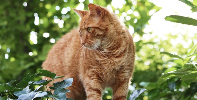 Katzen: Behandlungen, Vorsorge und passende Versicherungen | petolo