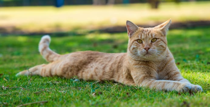 Katzen: Behandlungen, Vorsorge und passende Versicherungen | petolo