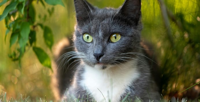 Ultraschall bei Katzen: Diagnostik, Ablauf & Kosten | petolo