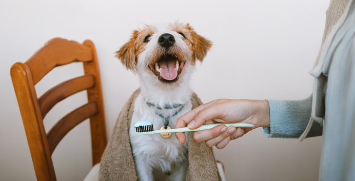 Hunde: Behandlungen, Vorsorge und passende Versicherungen | petolo