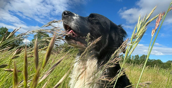 Röntgen beim Hund: Wie hoch sind die Kosten? | petolo