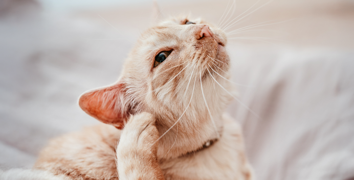 Wissenswertes zur Blutabnahme bei Katzen | petolo