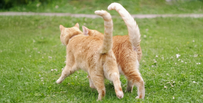 Wissenswertes zur Blutabnahme bei Katzen | petolo